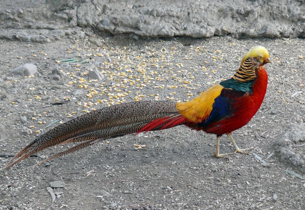 Golden Pheasant Stock Photo by ©zafra 18025675