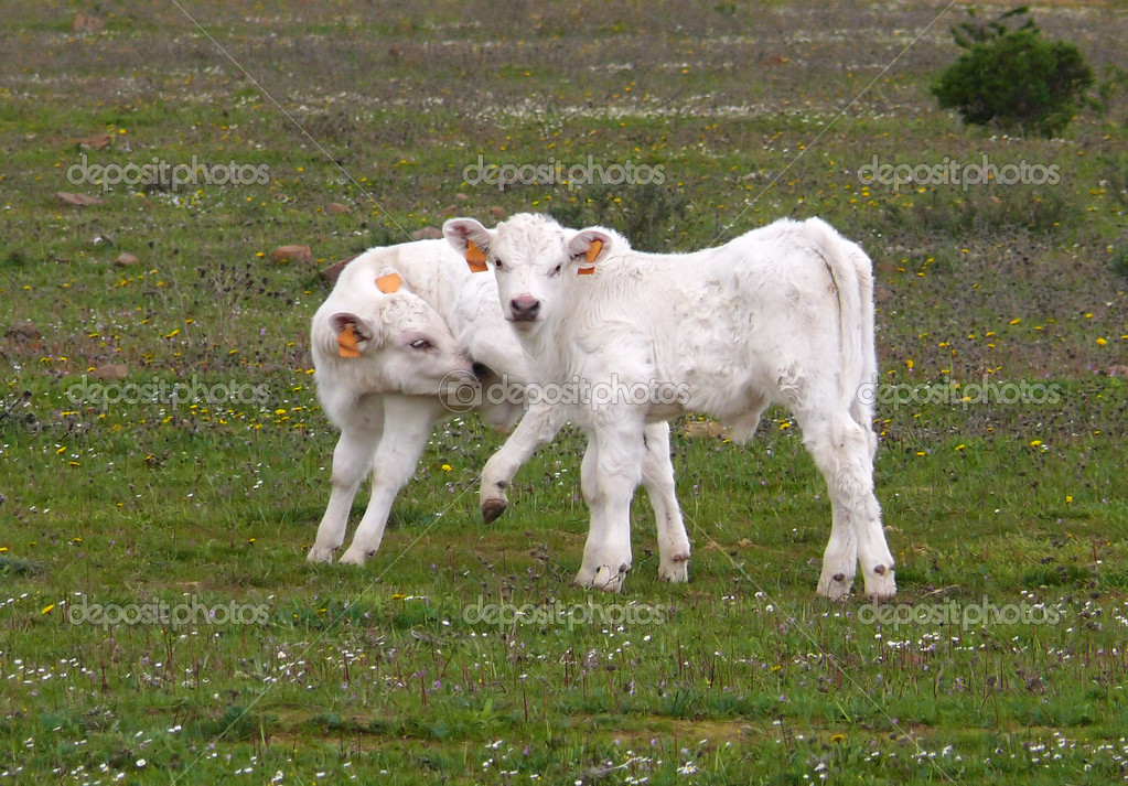 Charolais Calves