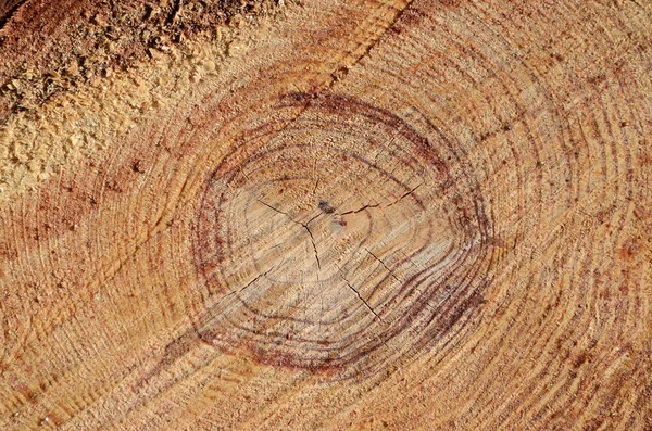 Annual growth ring Stock Photos, Royalty Free Annual growth ring Images ...