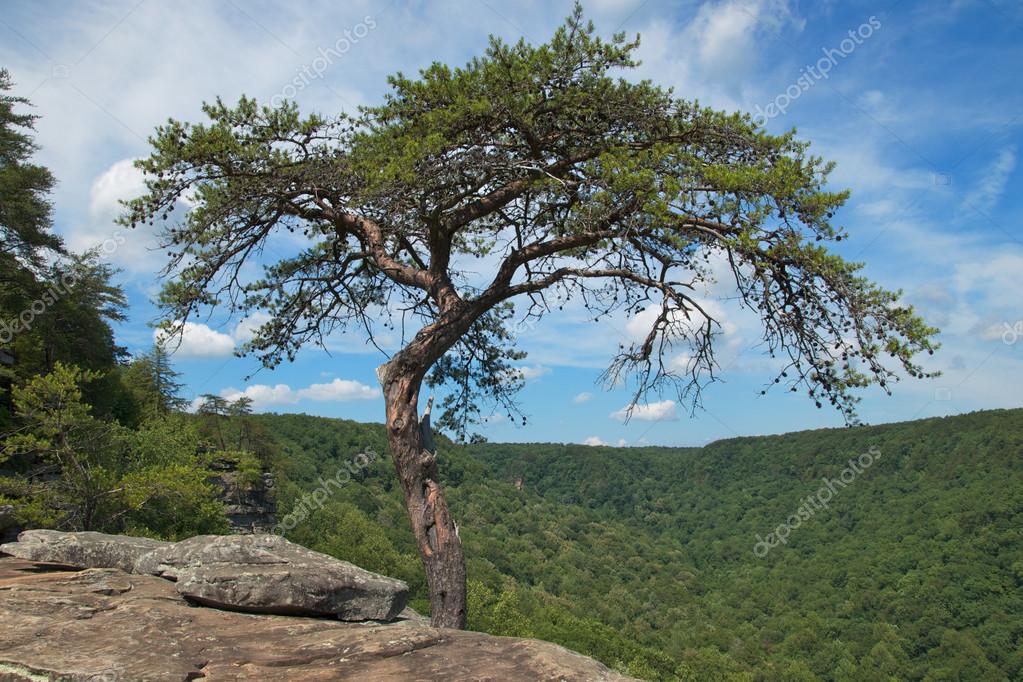 Tree growing on a cliff edge Stock Photo by ©tyroneburke 13306577