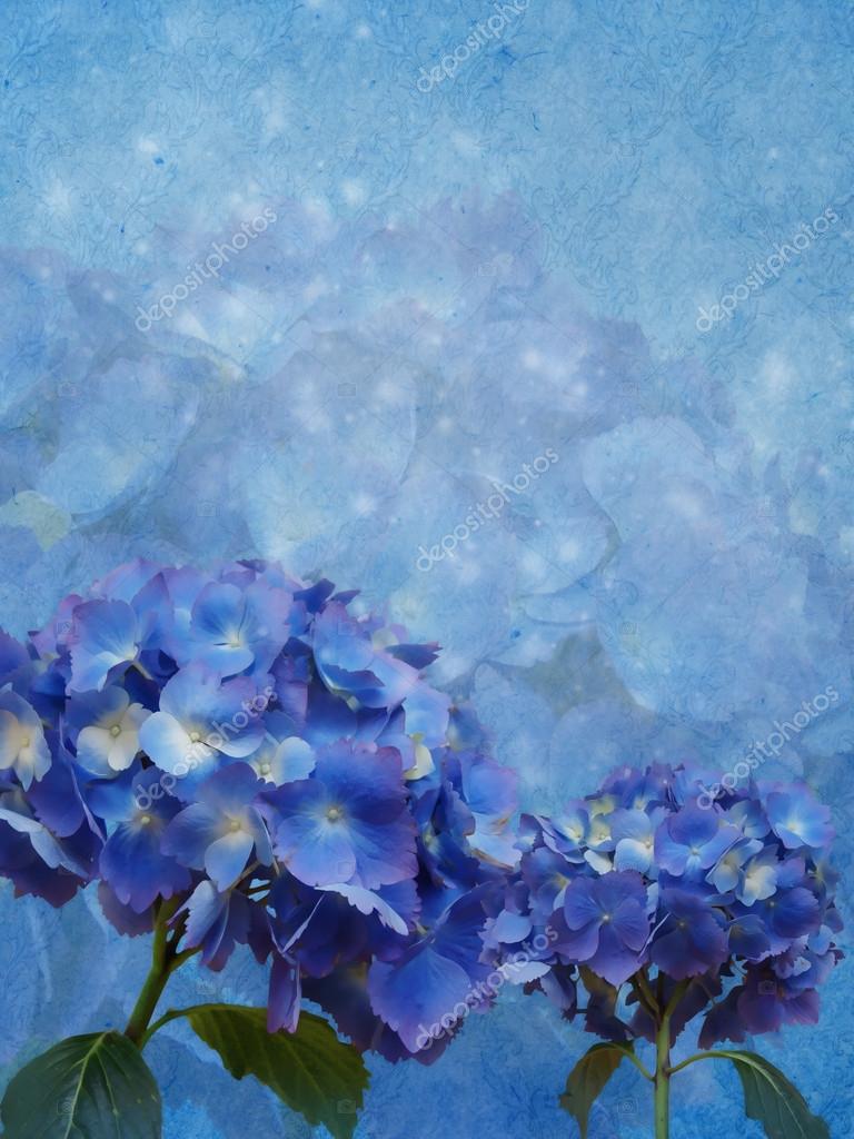 Blue background with hydrangea flowers — Stock Photo © FairytaleDesign ...