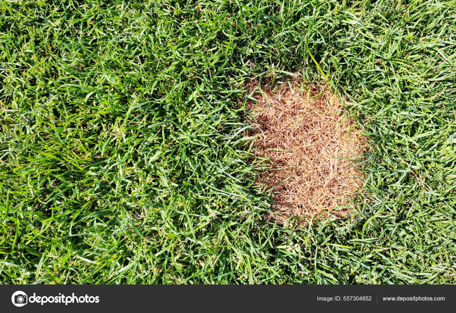 Lawn Dead Spot Disease Cause Amount Damage Green Lawns Lawn — Stock ...