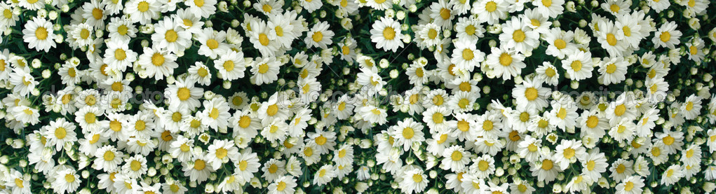 Tema ornamental Stock Photos, Royalty Free Tema ornamental Images ...