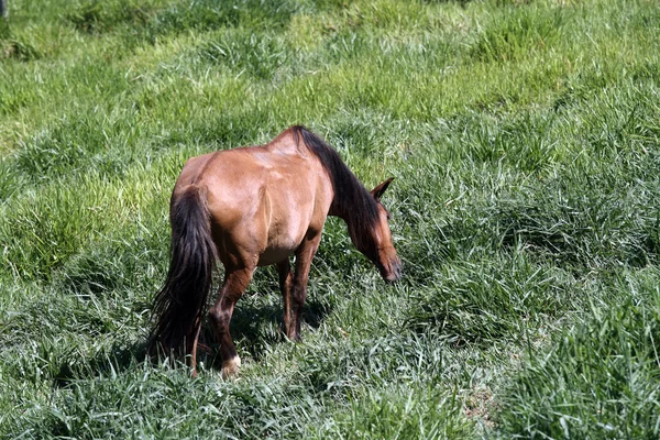 Beautiful bay colt grazing Stock Photos, Royalty Free Beautiful bay ...