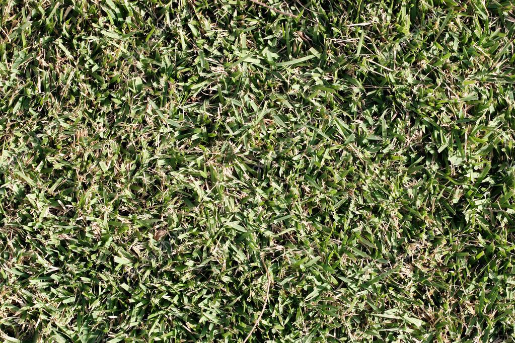 Grass top view Stock Photo by ©lucato 19573595