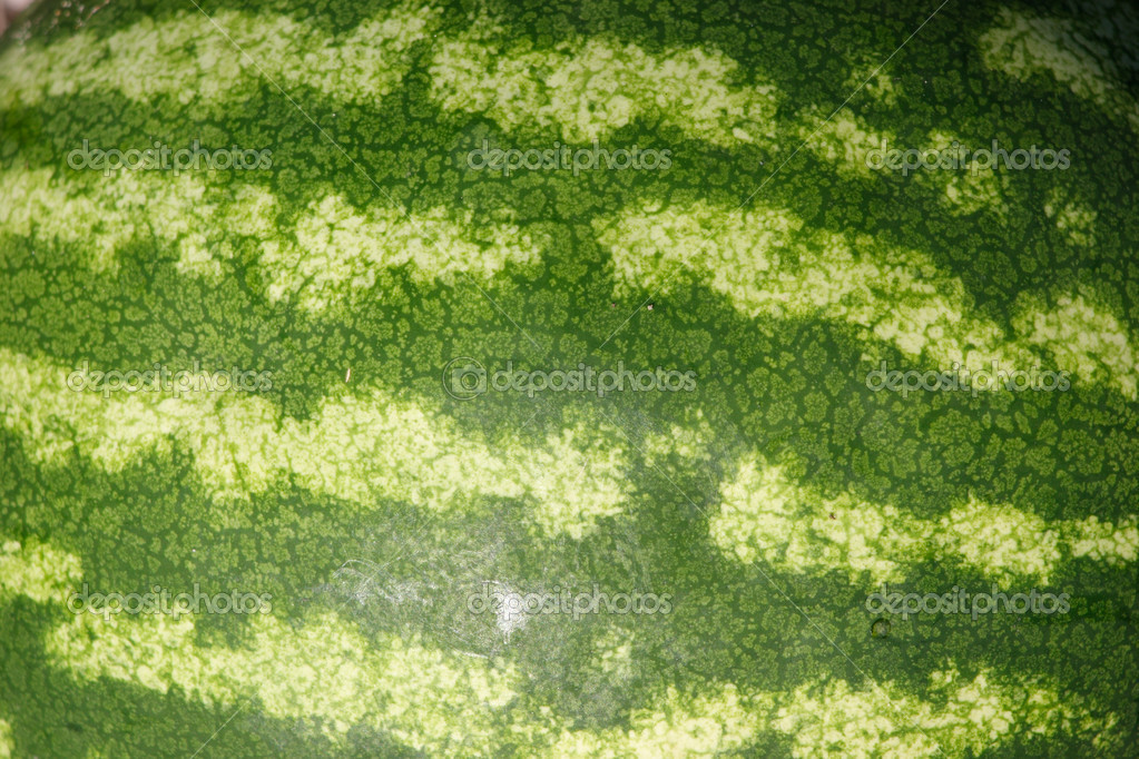 Watermelon texture Stock Photo by ©lucato 19593387
