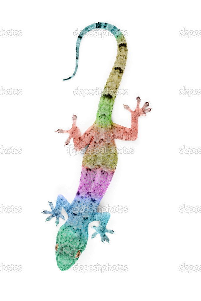 Rainbow gecko Stock Illustration by ©lucato #19594103