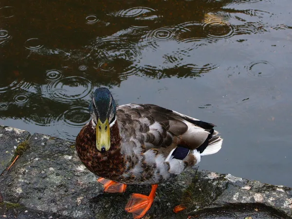 Nature unedited Pictures, Nature unedited Stock Photos & Images ...