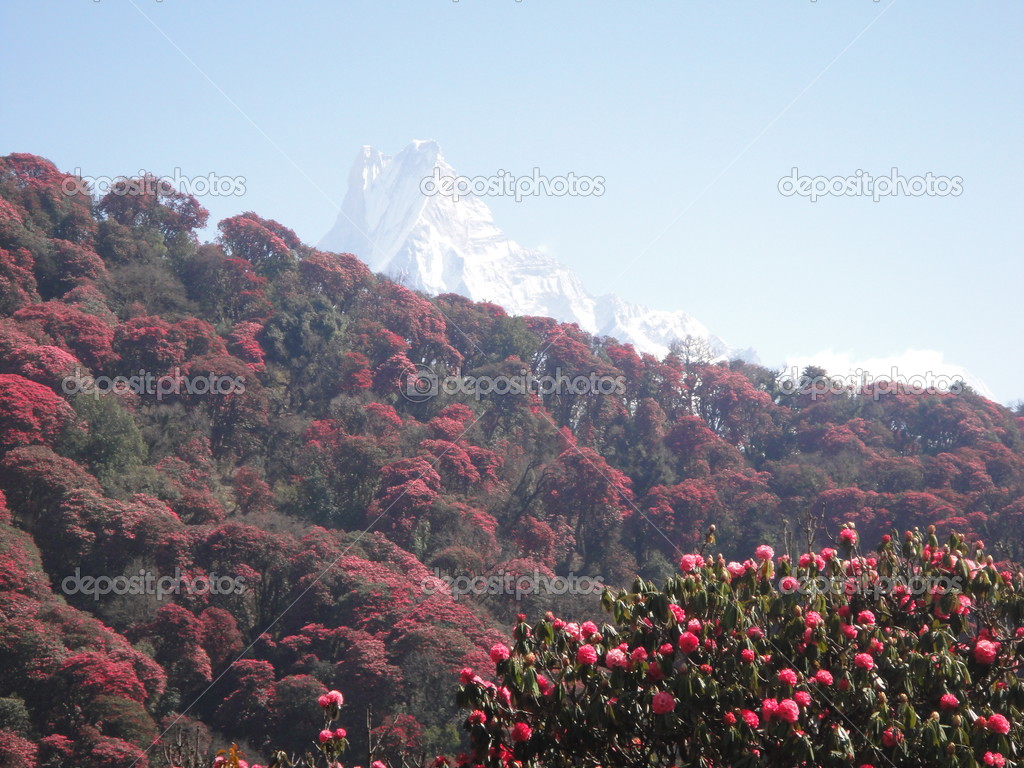 Forêt de montagne de Rhododendron, Himalaya, Népal — Photo #13100064