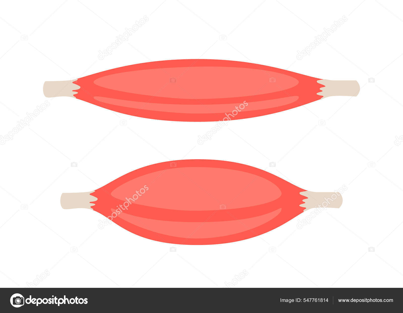 Red tense and relax muscle, fiber part body human. Skeletal muscle ...