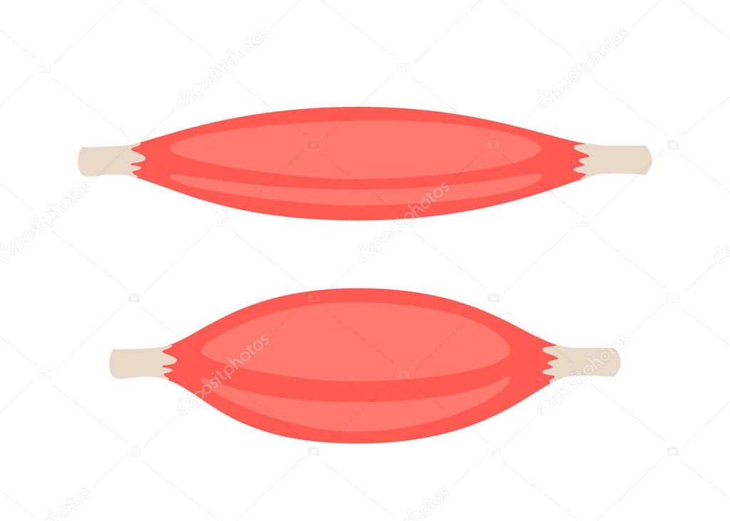 Rojo tenso y relajar el músculo, la fibra parte del cuerpo humano ...