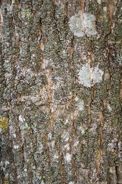 Tree bark pattern Stock Photos, Royalty Free Tree bark pattern Images ...