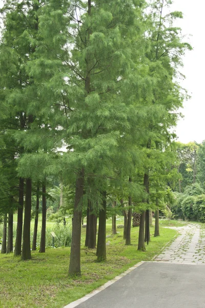 Siberian larch tree Pictures, Siberian larch tree Stock Photos & Images ...