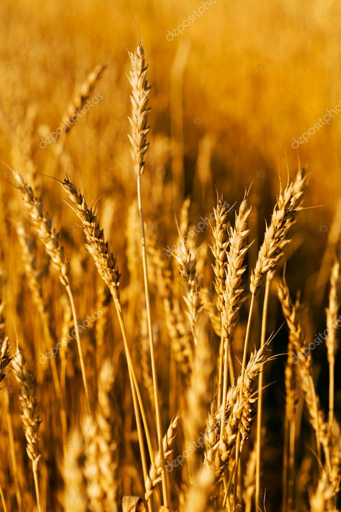 Wheat close-up — Stock Photo © gornist #13338105