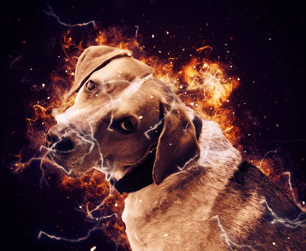 Burning dog Stock Photos, Royalty Free Burning dog Images | Depositphotos