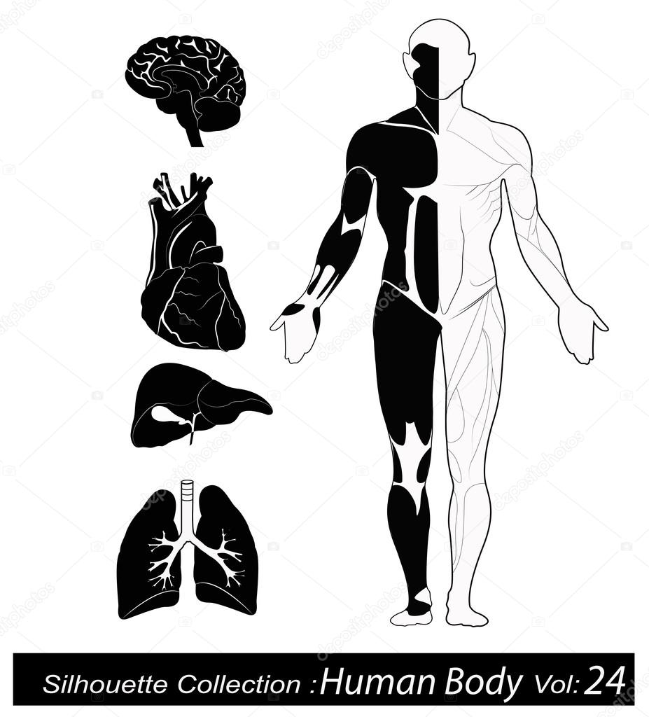 Vector Illustration: Human body — Stock Vector © catavic #18115191 Vector Illustration: Human body — Stock Vector © catavic #18115191