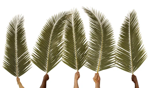 10,000,000+ imagens de Ramas de palma sem royalties | Depositphotos
