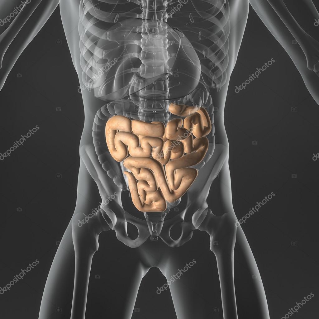 Small Intestine — Stock Photo © jamesgroup #22392883