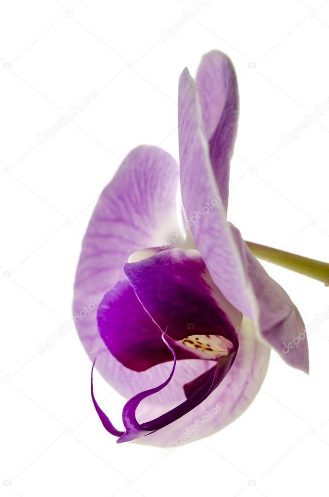 Orchid flower side view — Stock Photo © Gajus-Images #17646671