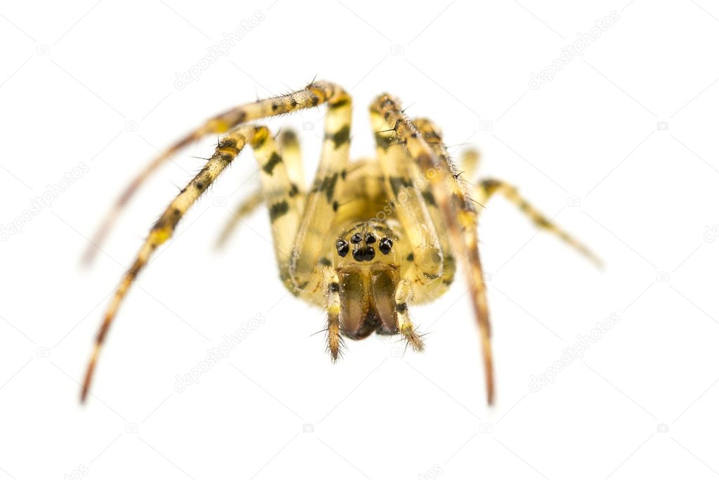 Spider — Stock Photo © Gajus-Images #31888033