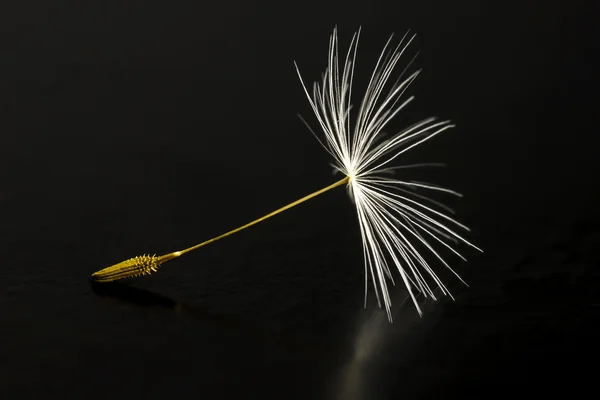 Single isolated dandelion seed — Stock Photo © Dr.PAS #6650960