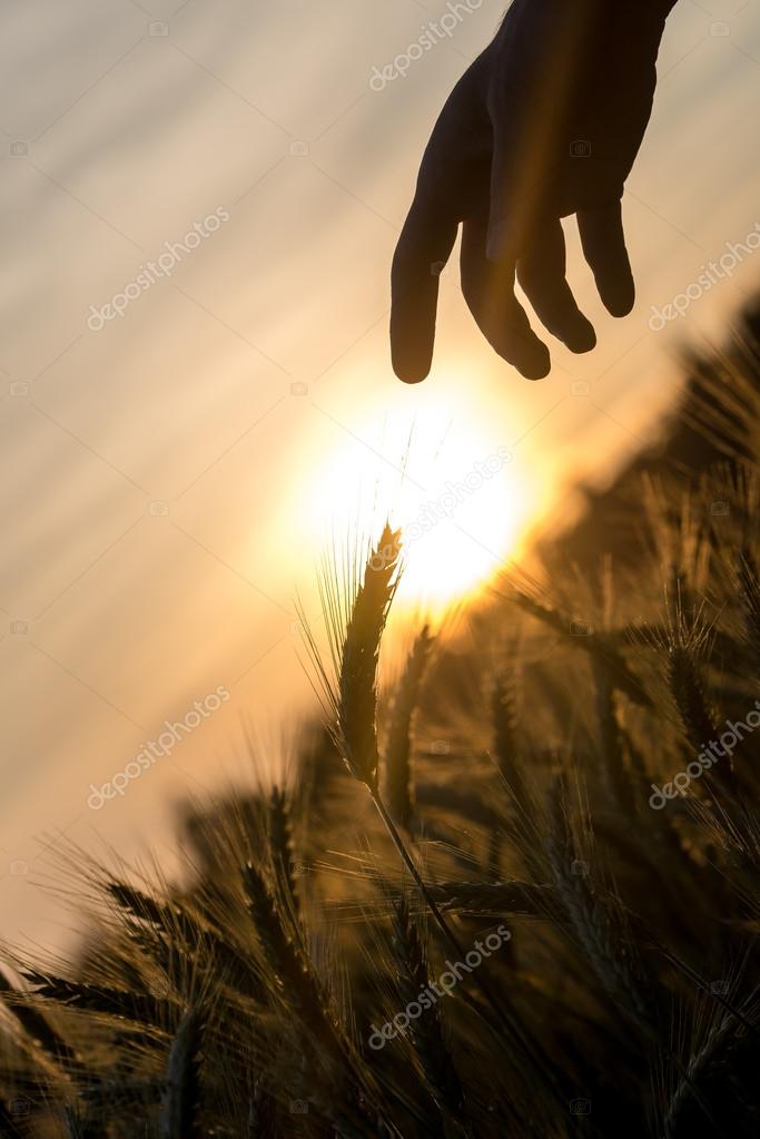 Dawn over a field of wheat and a hand silhouette — Stock Photo © Gajus ...