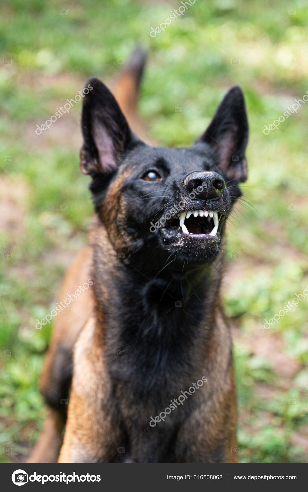 German Shepherd Growl