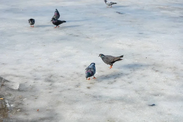 Ice pigeons Stock Photos, Royalty Free Ice pigeons Images | Depositphotos