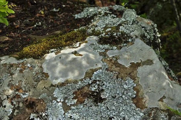 Types of lichens Stock Photos, Royalty Free Types of lichens Images ...