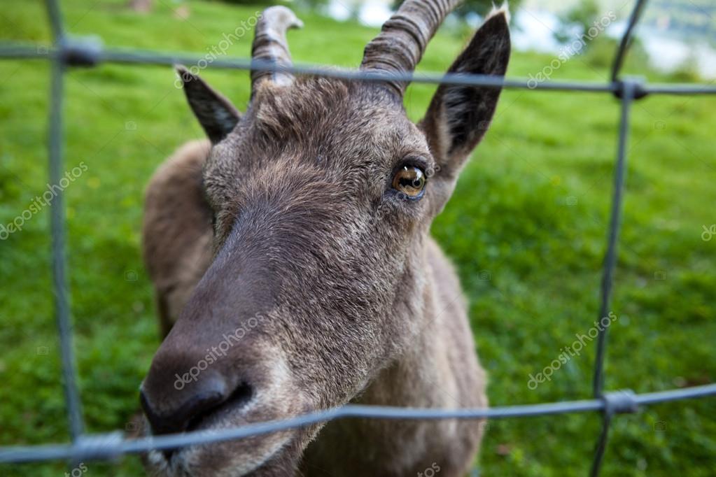 Sad goat behind cage in zoo Stock Photo by ©romrodinka 12934775