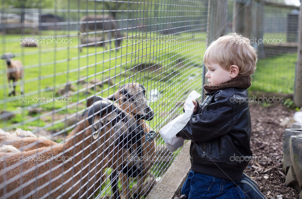 Little toddler boy feeding animals in zoo Stock Photo by ©romrodinka ...
