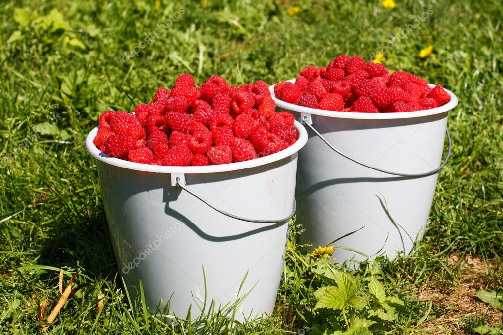dos blancos cubos llenos de cosecha: Frambuesas maduras orgánicos de ...