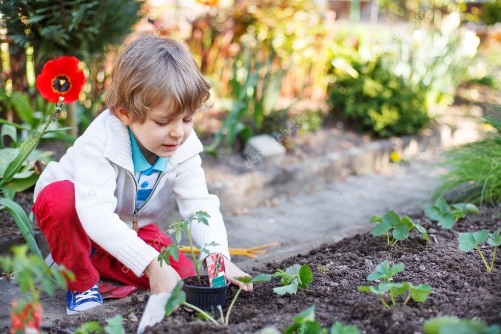 Adorable blond boy planting seeds and seedlings of tomatoes Stock Photo ...