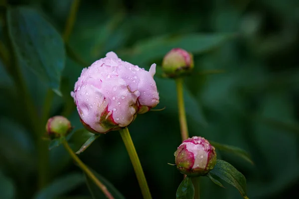 Peony flower Paeonia suffruticosa, tree peony, mudan flower just before ...