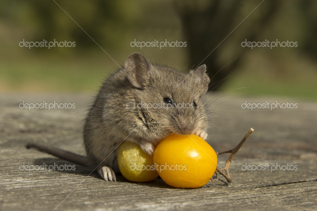Small mouse with the tomato — Stock Photo © dr_OX #12764069