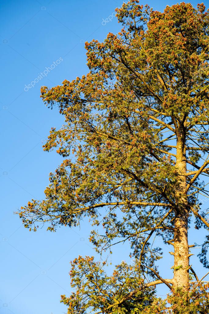 Árboles y arbustos a última hora de la noche Sol otoñal en Surrey ...