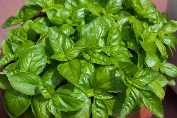 Basil — Stock Photo © goghy73 #25583517