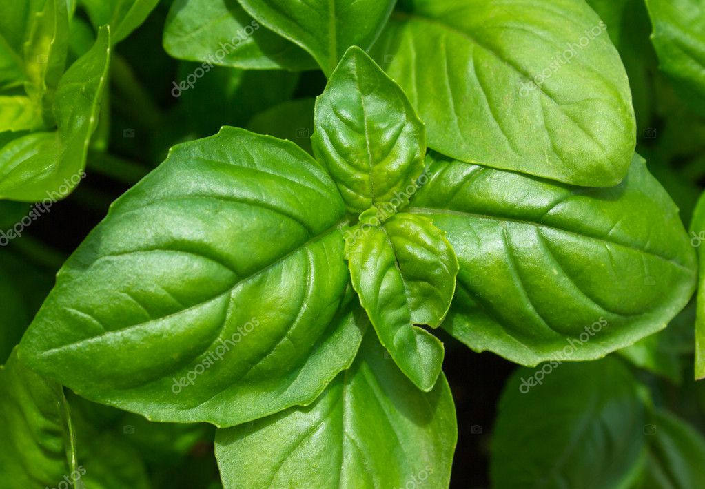 Basil — Stock Photo © goghy73 #25583517