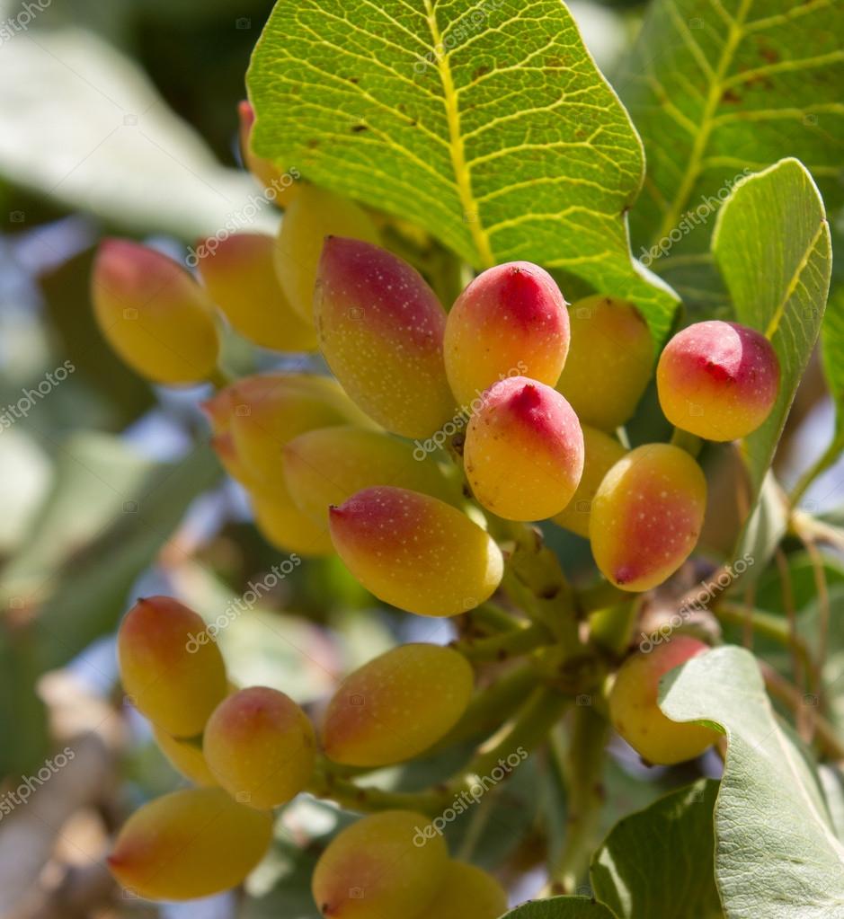 Pistachio plant Stock Photo by ©goghy73 30967585