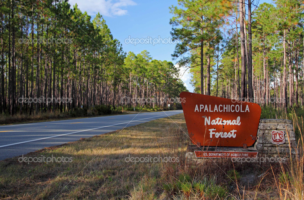 Apalachicola National Forest Hunting