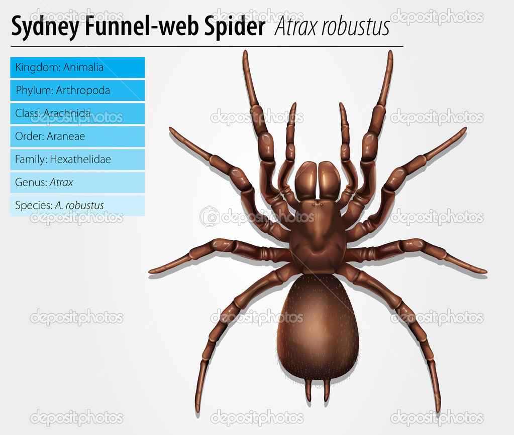 Araneae Anatomy