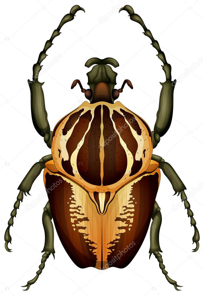 Goliathus regius - Goliath beetle Stock Vector Image by ©blueringmedia ...