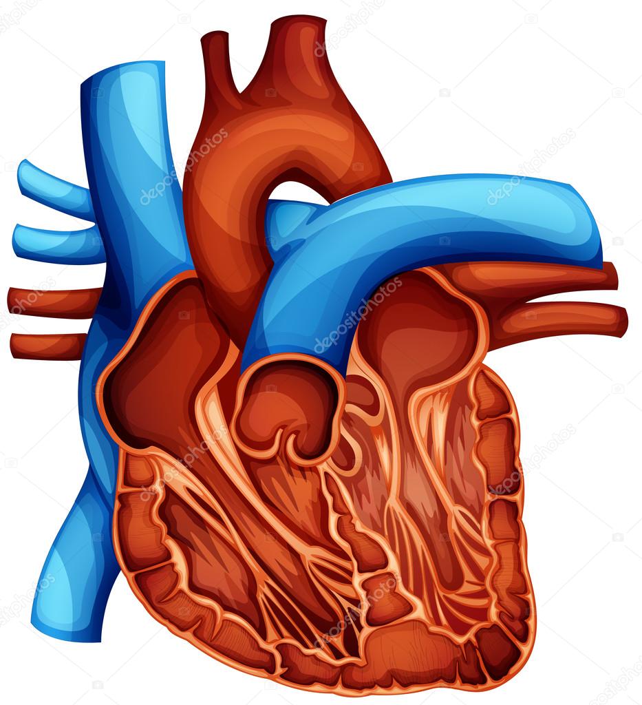 Human heart Stock Vector by ©blueringmedia 14808775
