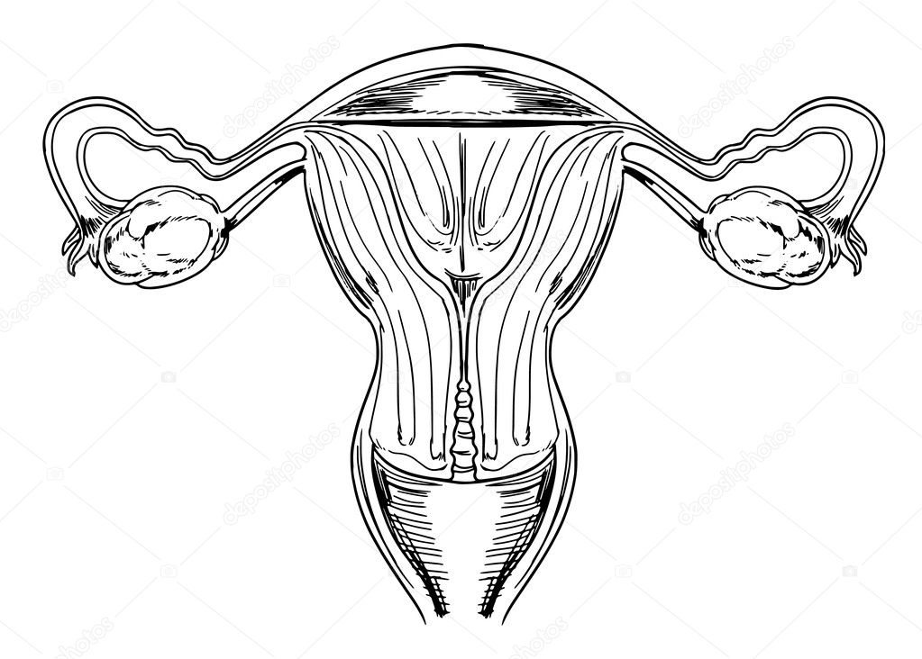 Órganos genitales femeninos internos — Vector de stock © blueringmedia ...