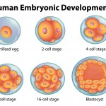 Stages in human embryonic development — Stock Vector © blueringmedia ...