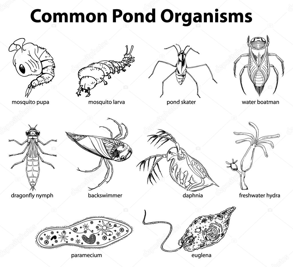 Common pond organisms Stock Vector Image by ©blueringmedia #17819143