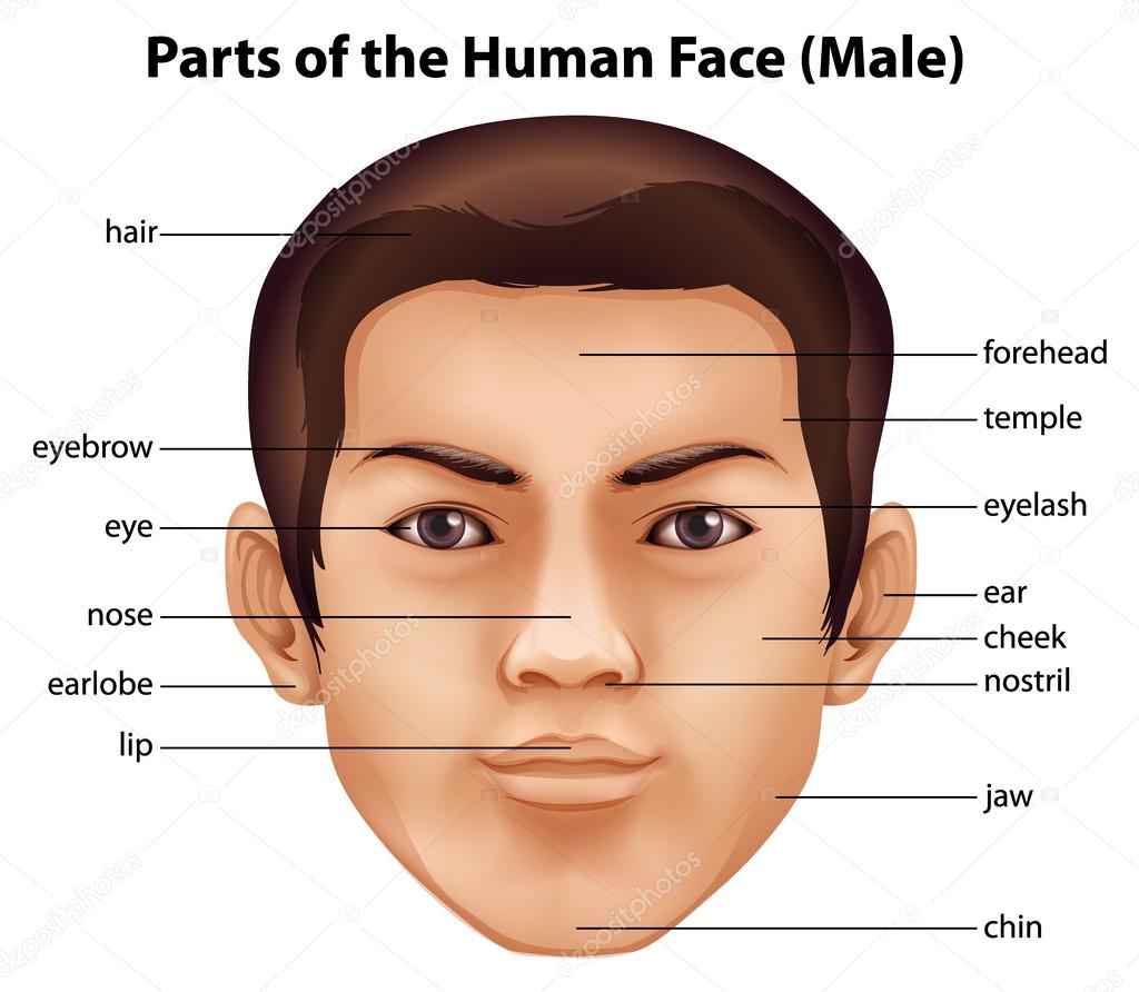rostro humano — Archivo Imágenes Vectoriales © blueringmedia #17819151