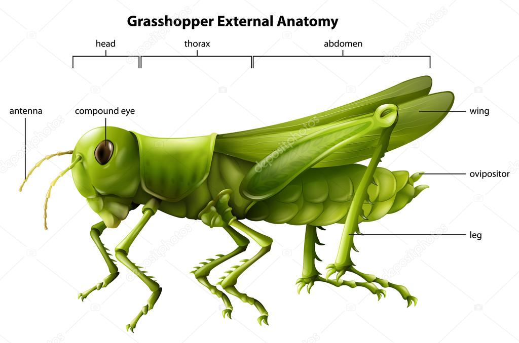 External anatomy of a grasshopper — Stock Vector © blueringmedia #26395259
