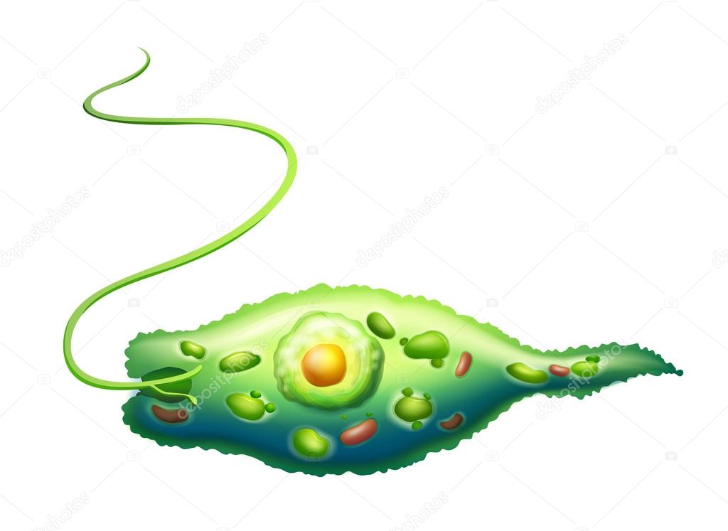Euglena Stock Vector Image by ©blueringmedia #26395393