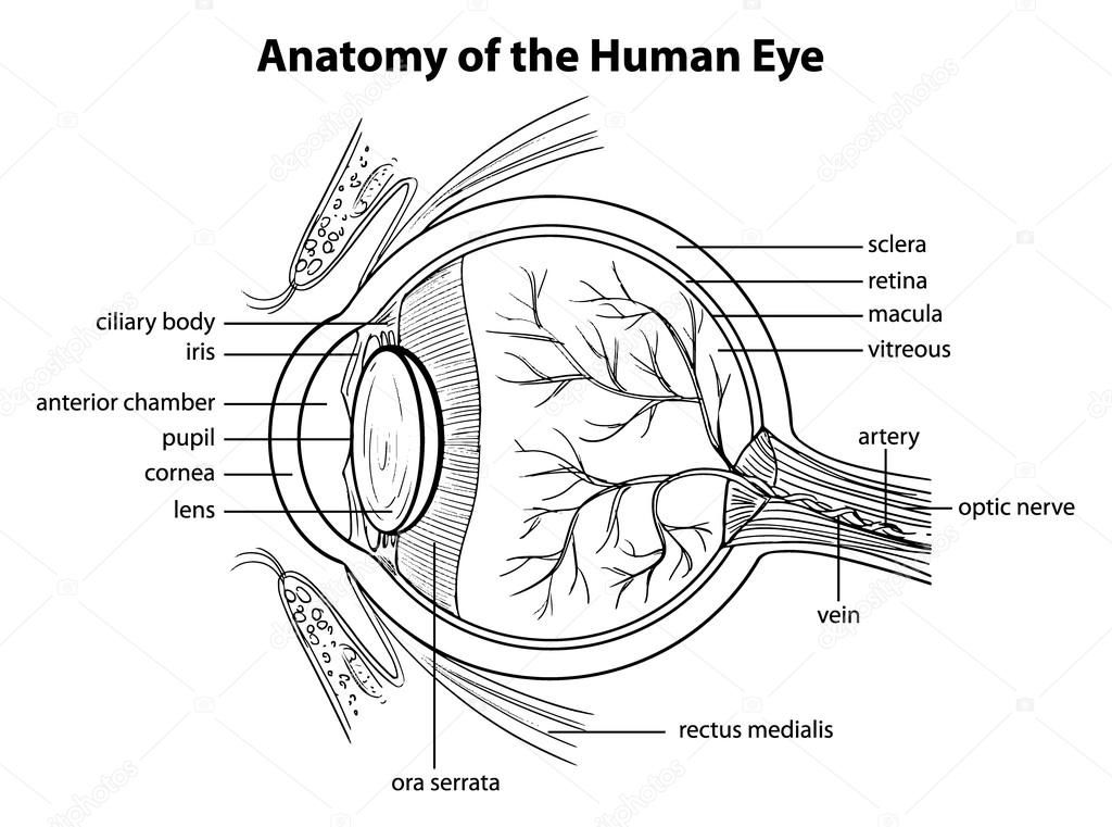 Human eye Stock Vector by ©blueringmedia 26395443